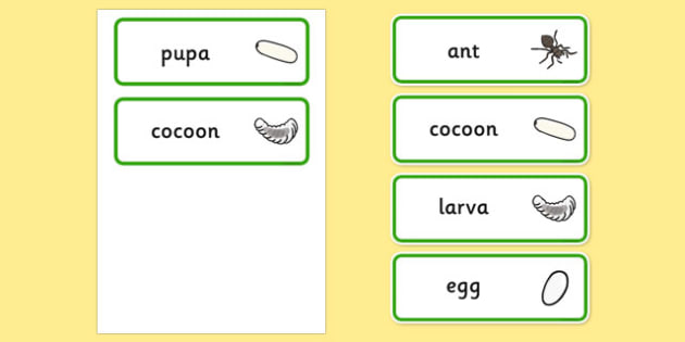 Ant Life Cycle Word Cards