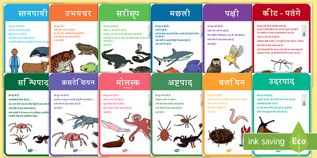 पशु समूह प्रदर्शन पोस्टर - Animal Group Display Posters (Ages 7-10)