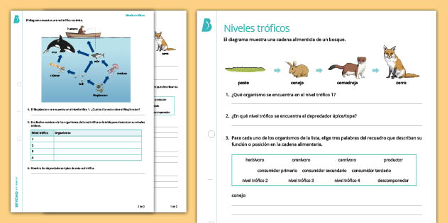 Hoja De Trabajo Sobre El Flujo De Energía En Los Ecosistemas