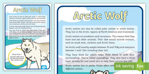 Arctic Wolf Display Poster (teacher made)