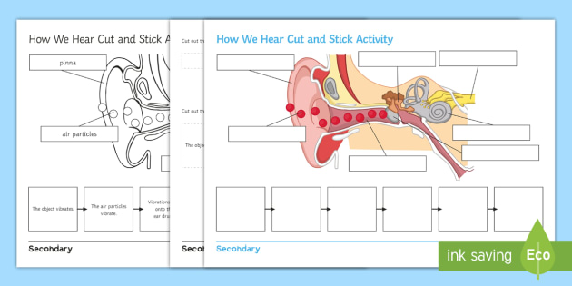 How We Hear Cut and Stick Worksheet / Worksheet