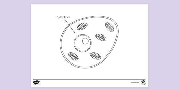 FREE! - Cytoplasm Colouring Sheet (teacher made)