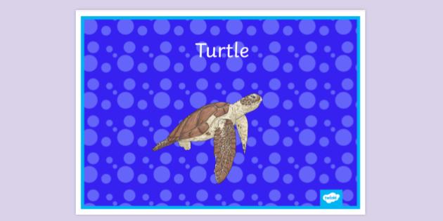 Turtles Printables | twinkl.com.au