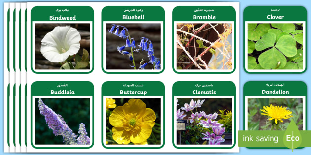 Plants and Flowers Flashcards Arabic - Arabic/English