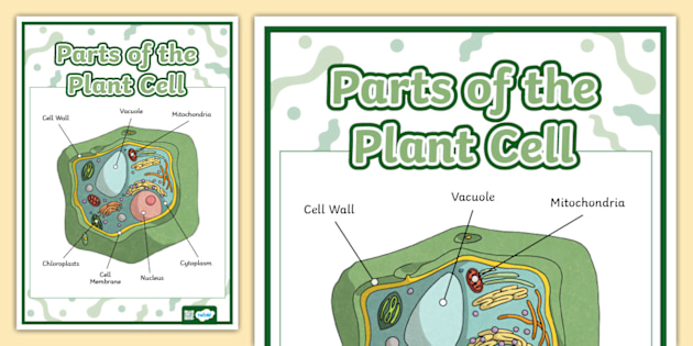 Diagram Of A Typical Plant Cell Structure Poster Zazzle