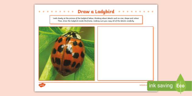 Draw a Ladybird Art Activity (teacher made)