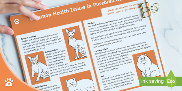 Common Health Issues in Purebred Cats - Infographic - Pets