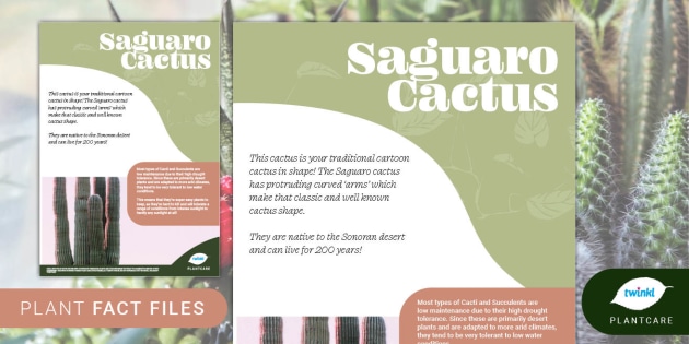 Succulents and Cacti: Saguaro Cactus (teacher made)