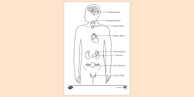 Internal Organs Colouring Page | Colouring Sheets