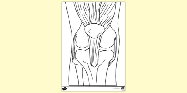 FREE! - Ligaments Colouring Page (teacher made)