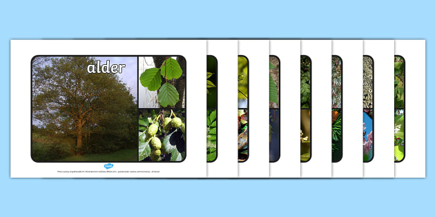 Deciduous and Evergreen Trees Display Photos (teacher made)