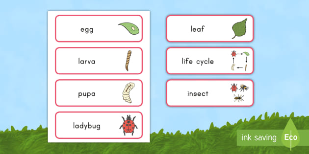 Science Word Cards | twinkl.com