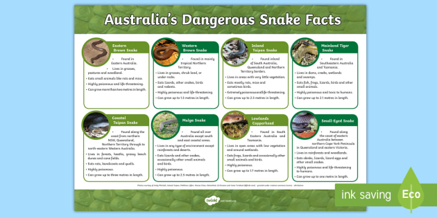 Australia's Dangerous Snakes A4 Display Poster