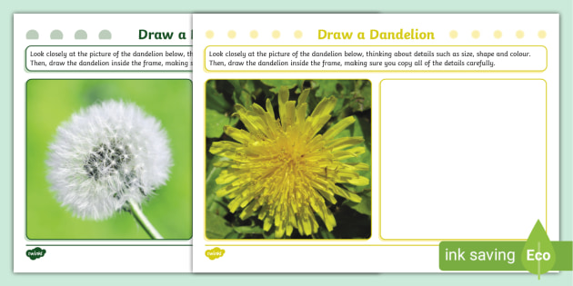 Draw a Dandelion Art Activity (teacher made)