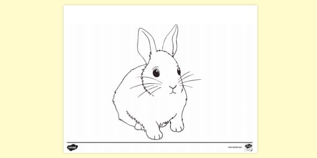 FREE! - Pets Bunny Rabbit Colouring | Colouring Sheets