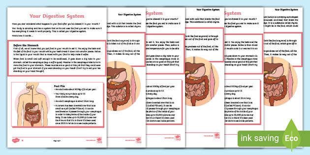 Digestion Differentiated Reading Comprehension Activity