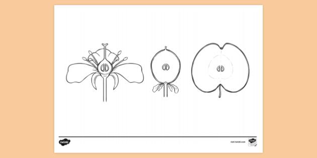 FREE! - Fruit Swelling Colouring Sheet | Colouring Sheets