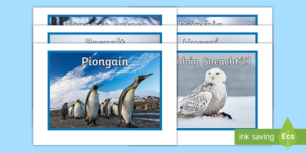 Arctic and Antarctic Animals - Display Photos Gaeilge