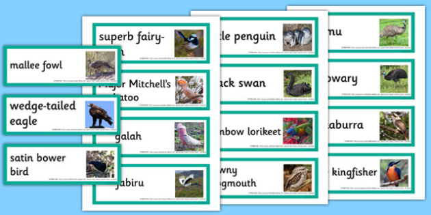 Birds Flashcards | Australian Animals | Science | Twinkl