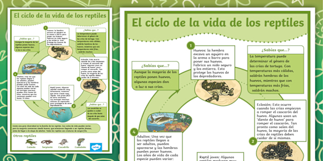 Ciclo De Vida De Una Tortuga Ciclos De Vida Ciclo De Vida Animales