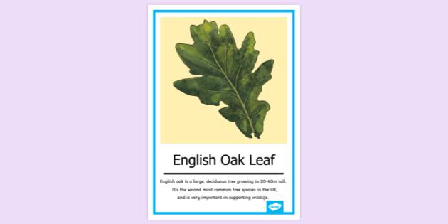 FREE! - Leaf Poster | Nature | Display Poster | Twinkl