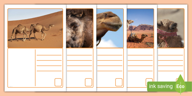 FREE! - Camel Postcards (teacher made)