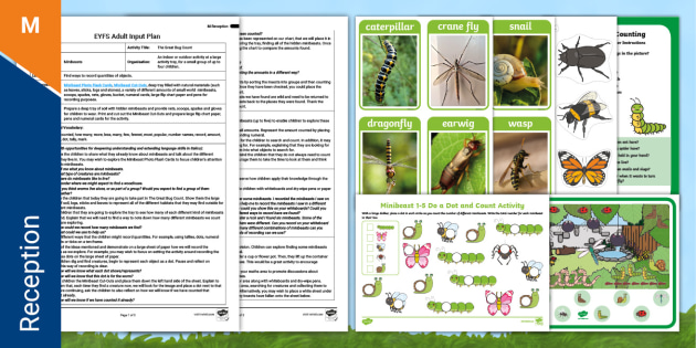 EYFS The Great Bug Count Adult Input Plan and Resource Pack