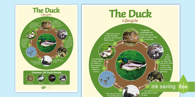 Duck Life Cycle Large Poster (Teacher-Made)