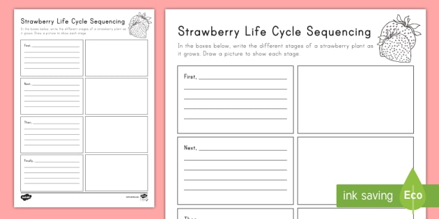 Strawberry Life Cycle Sequencing Worksheet / Activity Sheet