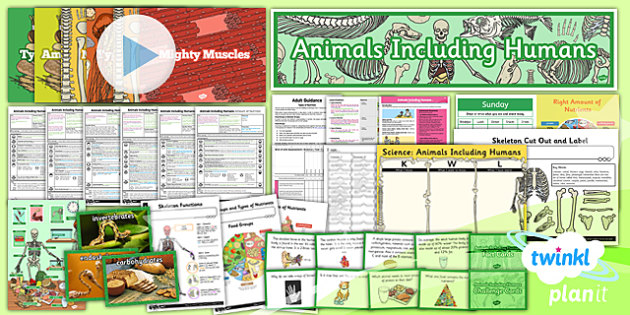 Science: Animals Including Humans Year 3 Unit Pack