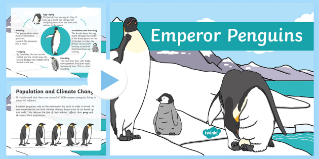 Emperor Penguin Information PowerPoint teacher Made 
