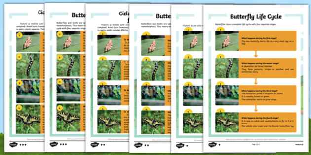 Butterfly Life Cycle Differentiated Reading Comprehension Activity Romanian