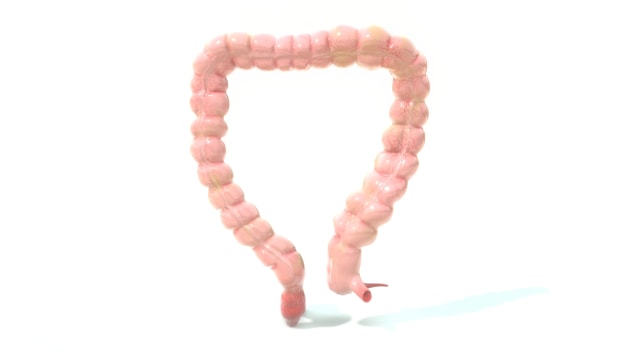 Human Large Intestine Augmented Reality (AR) Quick Look Model Educational