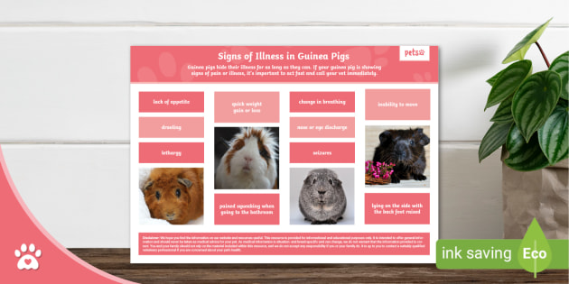 Signs of Illness in Guinea Pigs - Display Poster - Pets