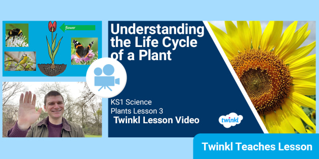 KS1 (Ages 5-7) Science: Life Cycle of a Plant Video Lesson