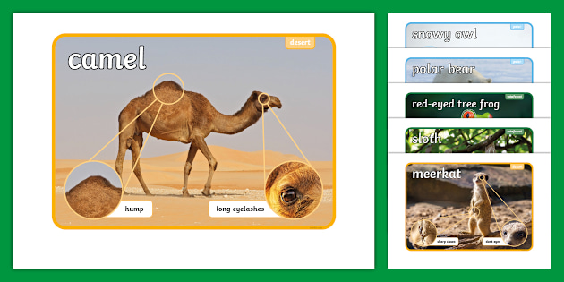 Animal Adaptations | twinkl.co.uk