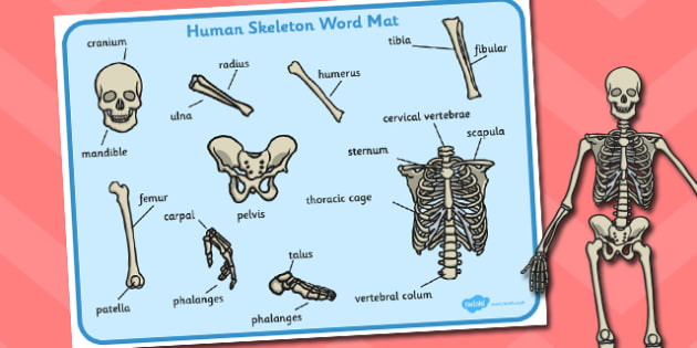 Human Skeleton Word Mat - human, skeleton, word mat, word, mat