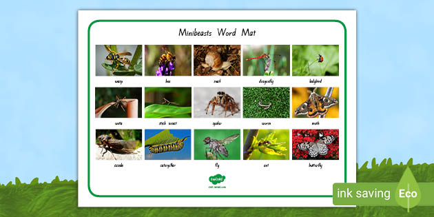 New Zealand Minibeasts Photo Word Mat (teacher made)