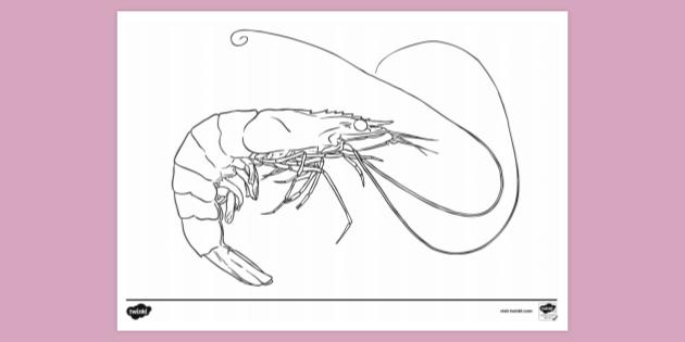 FREE! - Prawn / Shrimp Colouring Sheet | Sea Colouring Pages | KS1