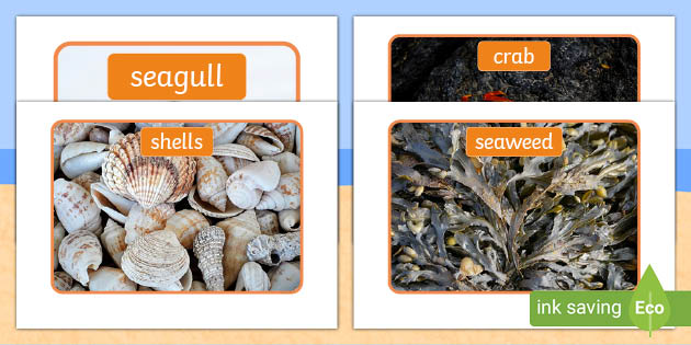 Seashore Display Photos (teacher made)