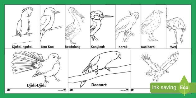 Noongar Language Bird Colouring Pages (teacher made)
