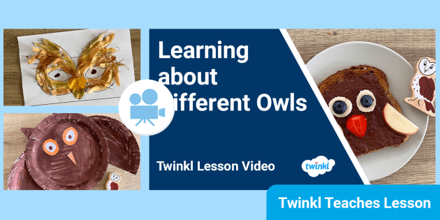 FREE! - KS1 (Ages 5-7) International Owl Awareness Day