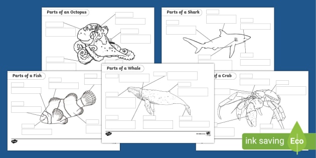 Parts of Ocean Animals Cut and Paste Worksheets