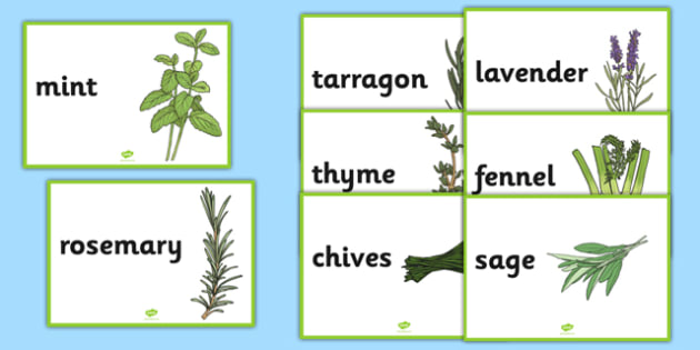 Herb Display Posters A4 - herb, display posters, display