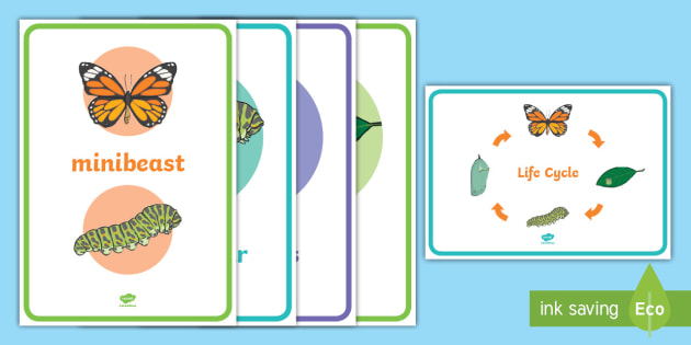 Life Cycle of a Butterfly Display Posters