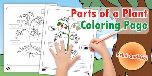 parts of the plant coloring sheet