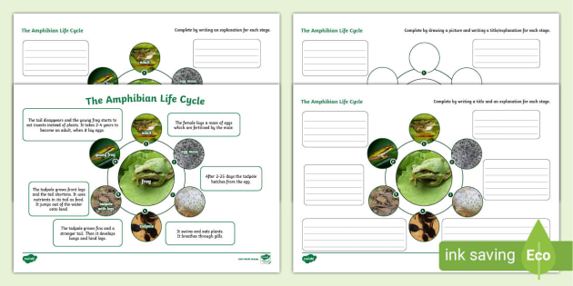 Amphibian Life Cycles - Teaching Resource - Twinkl