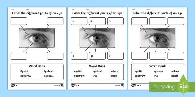 My Senses: Sight Differentiated Worksheet (teacher made)