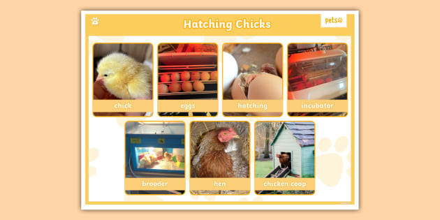 KS1 Virtual Hatching Chicks Key Vocabulary Word Mat