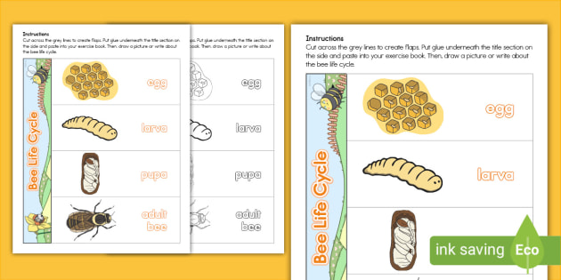 Life Cycle of a Bee Primary Flapbook (teacher made)